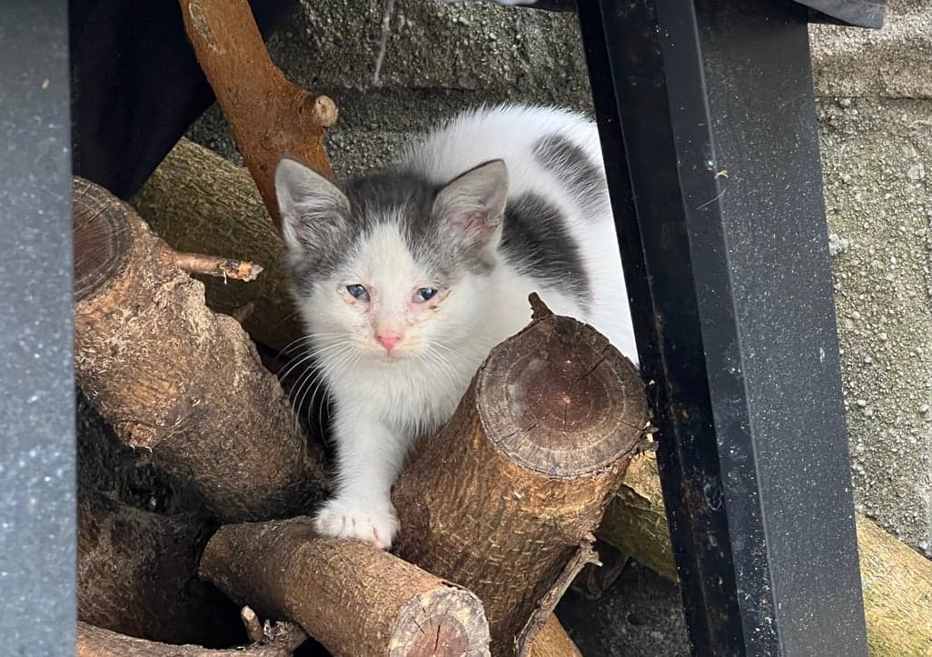 Donate to Sustaining Supporters of Flatbush Cats